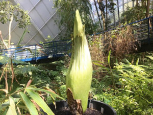 Corpse Flower on Show | Adelaide Botanic Garden | Jan 2026 - Play & Go ...