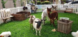 Meadows Easter Fair | Adelaide Hills | 18-21 Apr 2025 - Play & Go Adelaide