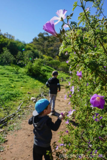 Bushwalking with Kids | Telowie Gorge Conservation Park | Review - Play ...
