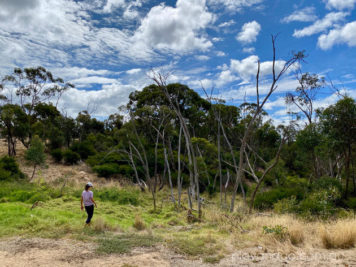 Sturt Gorge Dam at Sturt Gorge Recreation Park | Flagstaff Hill ...