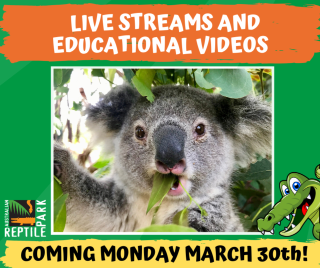 Free Animal Live Streams & Educational Videos for Kids - Play & Go Adelaide