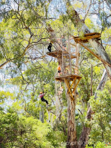 TreeClimb Parties | Adelaide & Kuitpo Forest - Play & Go AdelaidePlay ...