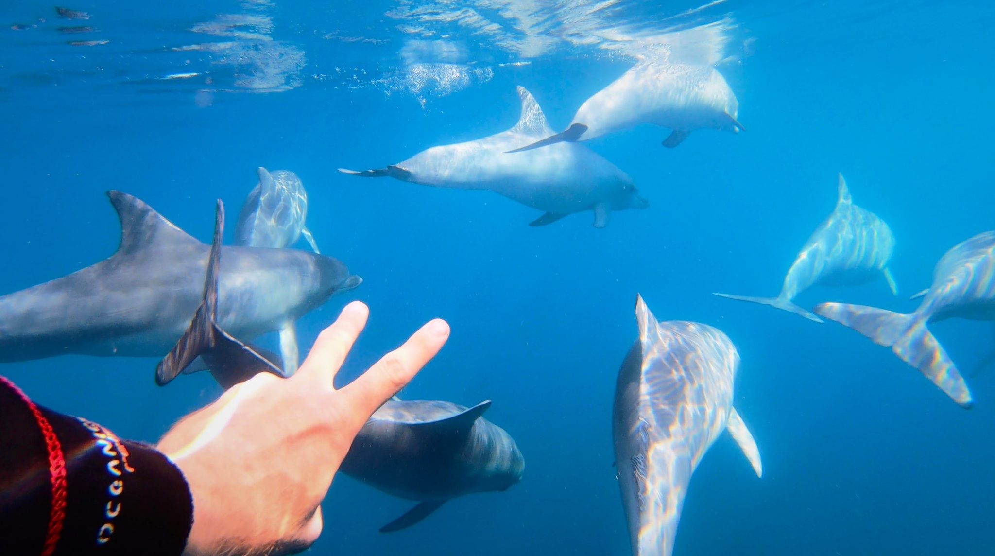 Temptation Sailing Wild Dolphin Tour | October School Holidays 2022 ...