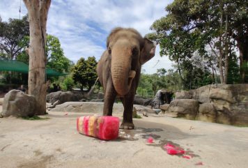 Elephants at Monarto Safari Park | New Arrivals Update - Play & Go Adelaide