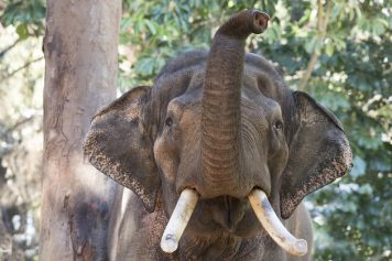 Elephants at Monarto Safari Park | New Arrivals Update - Play & Go Adelaide