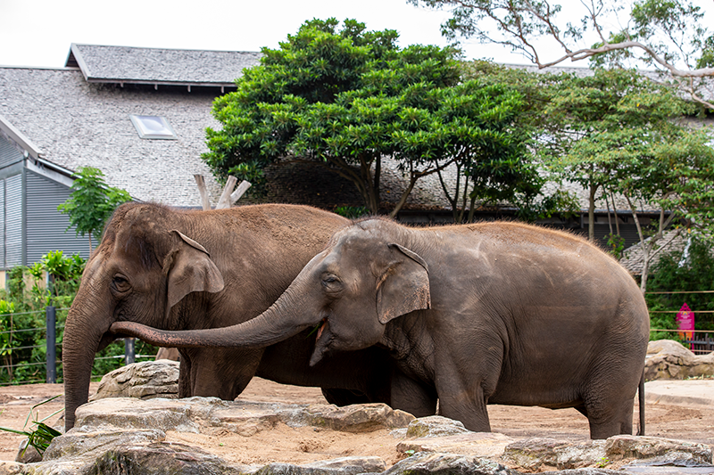 Elephants at Monarto Safari Park | New Arrivals Update - Play & Go Adelaide