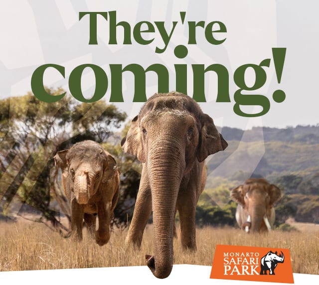 Elephants at Monarto Safari Park | Burma & Permai Arrive - Play & Go ...