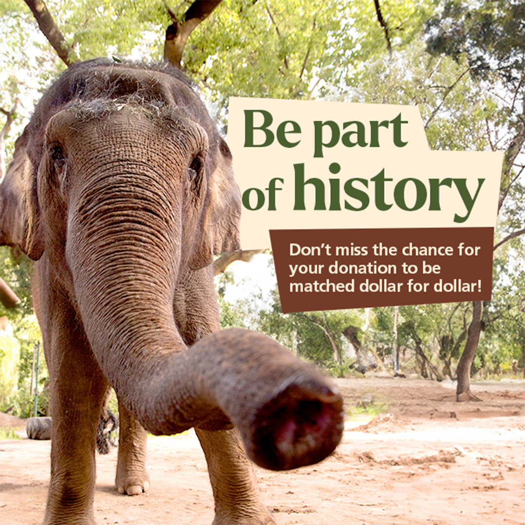 Elephants at Monarto Safari Park | New Arrivals Update - Play & Go Adelaide