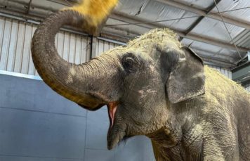 Elephants at Monarto Safari Park | New Arrivals Update - Play & Go Adelaide