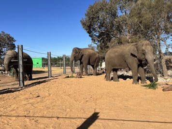 Elephants at Monarto Safari Park | New Arrivals Update - Play & Go Adelaide