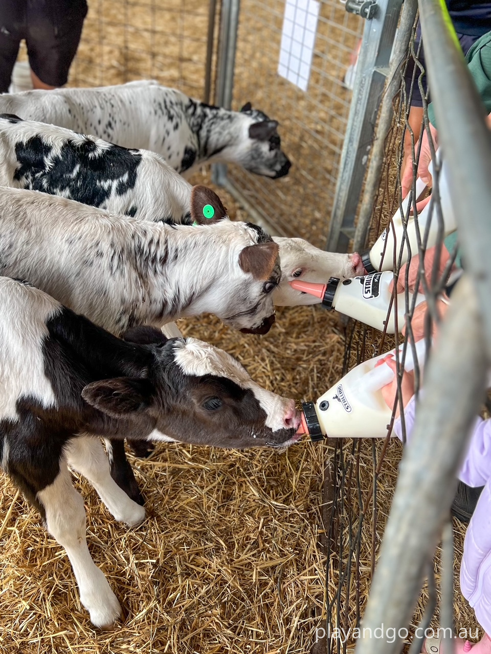 Dairy Adventures | Mannum | Review - Play & Go Adelaide